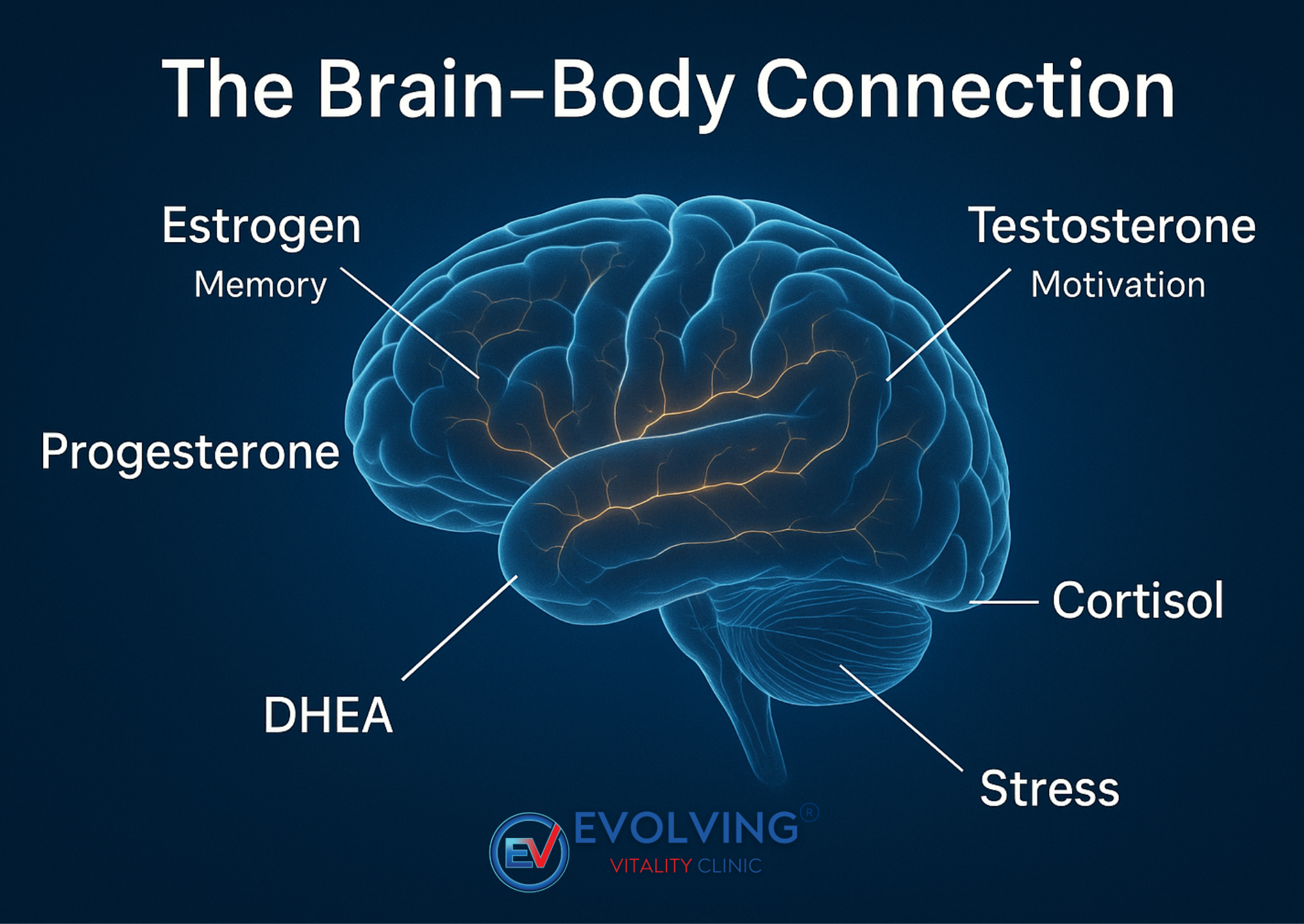Brain-Body Connection: Unlock Focus & Vitality Today